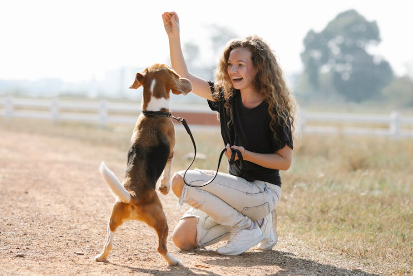 How to Train Your Dog (or Puppy): Building a Happy, Well-Behaved Companion | by whispers-in-the ...