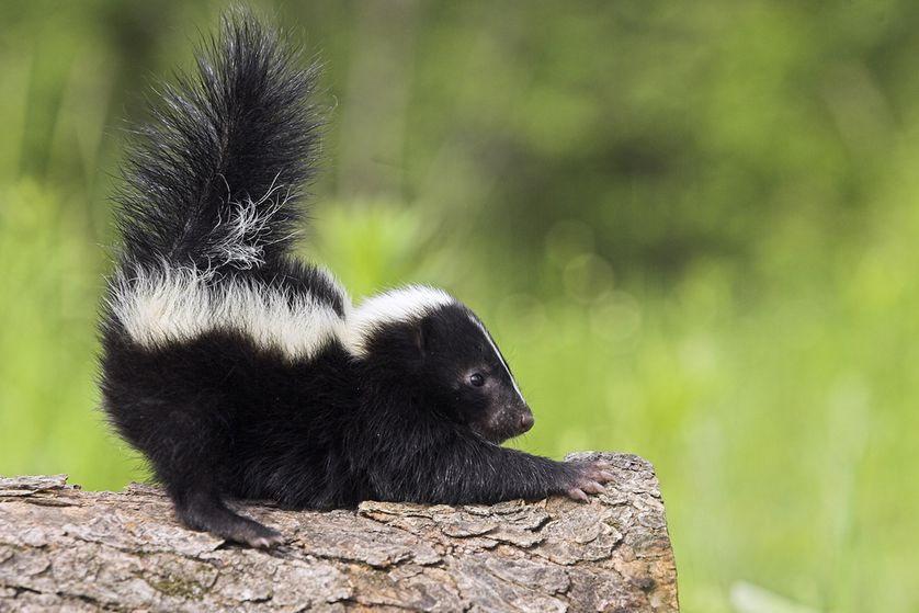Stinky Reputation. Our stinky friend has two scent glands… | by Eileen ...