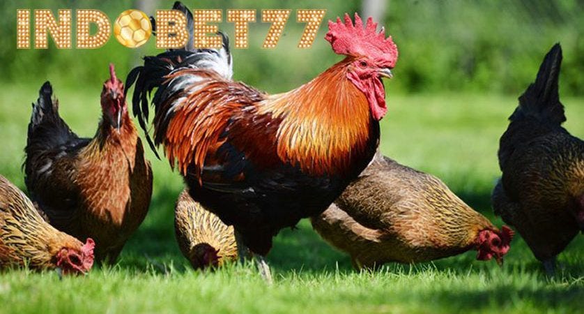 Mengenal Beberapa Jenis Dan Keistimewaan Dari Ayam Buras | by shara ...