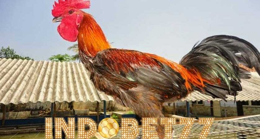 Beberapa Cara Merawat Ayam Pelung Agar Rajin Berkokok | by shara gibran | Medium