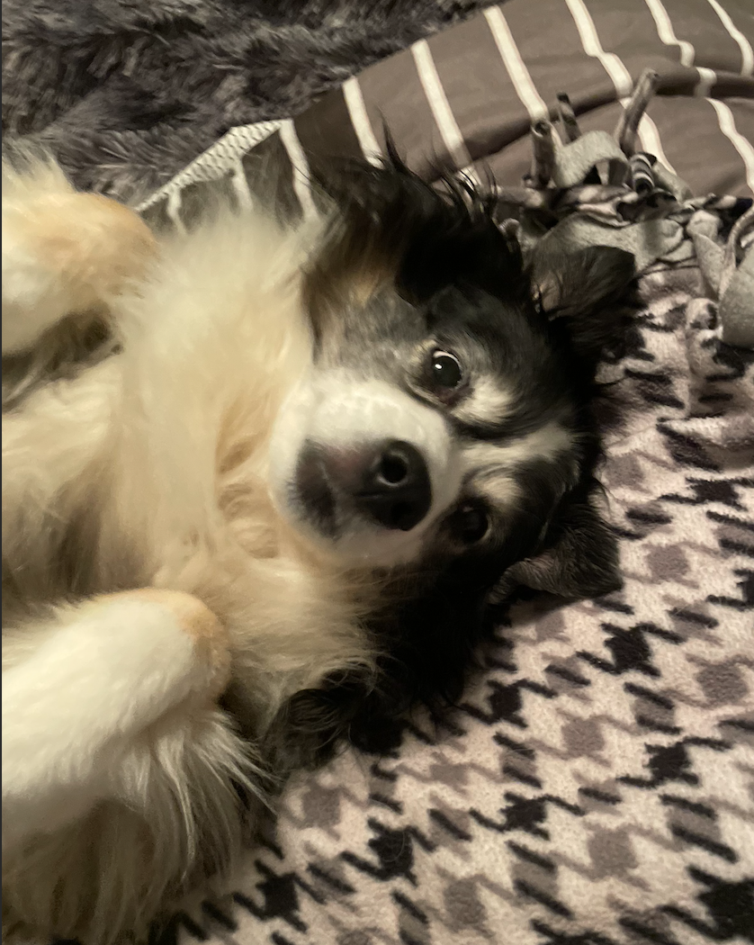 Meet Charlie The Aussie!. You’ve already met Mingy now get to… | by ...