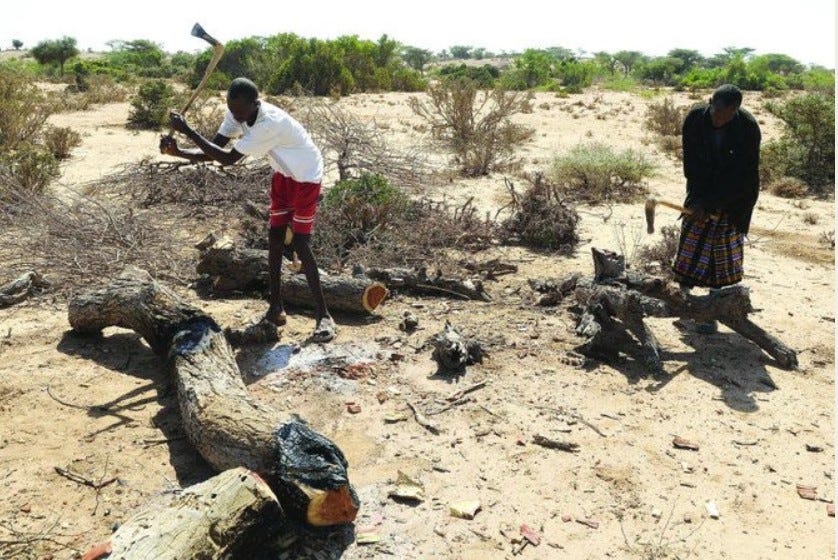 Deforestation and Charcoal Export in Somalia | by Caaqil Yare | Medium