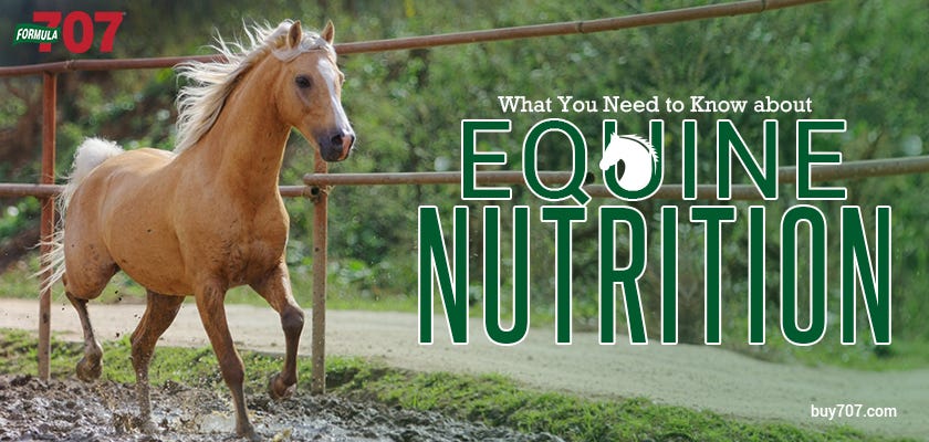 What You Need to Know about Equine Nutrition | by Melanie Luark | Medium