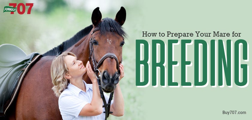How to Prepare Your Mare for Breeding | by Melanie Luark | Medium