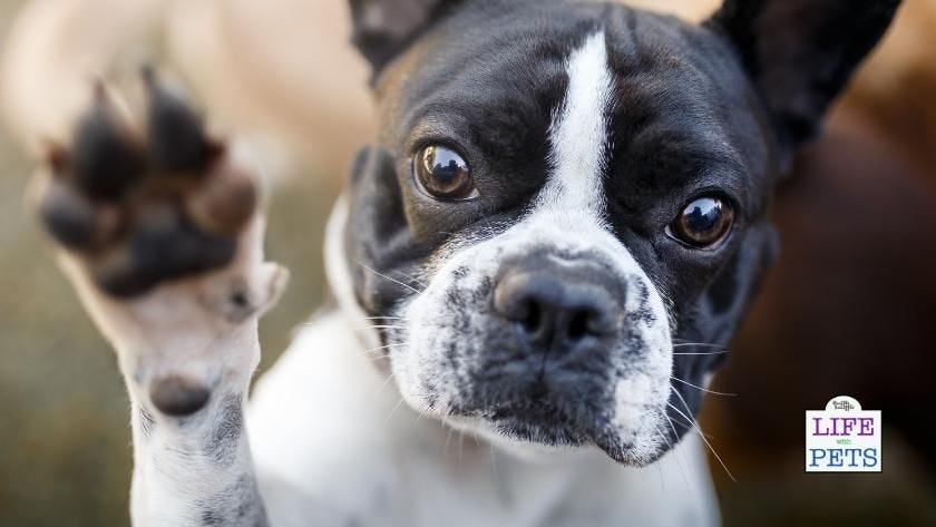 7 Fun Ways to Tell If Your Dog is Left or Right Pawed | by Que Sarah ...