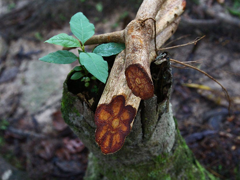 What is ayahuasca and how does it work? Briefly about ayahuasca in the ...