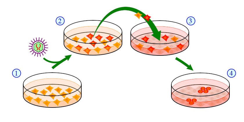 What is a Stem Cell Hair Transplant? | by Raneem Mustafa | Medium