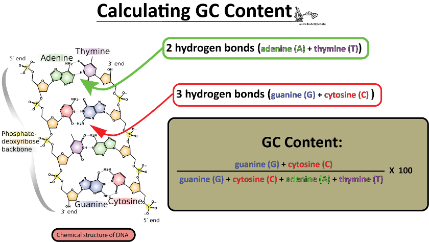 Bioinformatics: Calculating GC Content of DNA/RNA | by MicroBioscopicData (by Alexandros ...