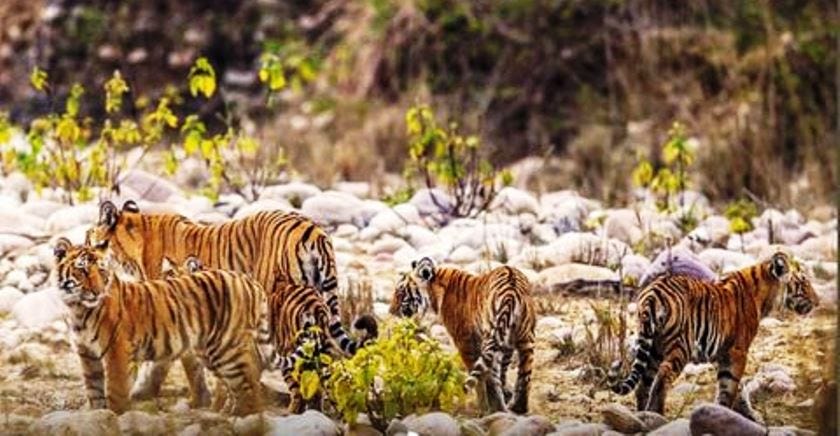 Jim Corbett National Park is a National Forest wildlife sanctuary in ...