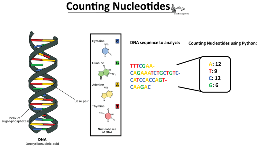Bioinformatics: Counting Nucleotides and finding patterns in a DNA ...