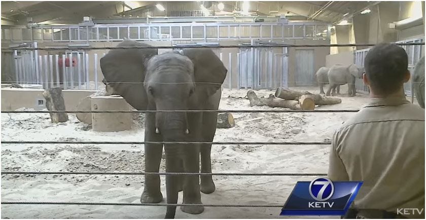 The tragedy of Swaziland’s elephants imprisoned in USA Zoos | by Jane ...