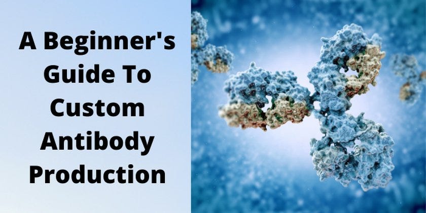 A Beginner’s Guide To Custom Antibody Production | Biomatik | by ...
