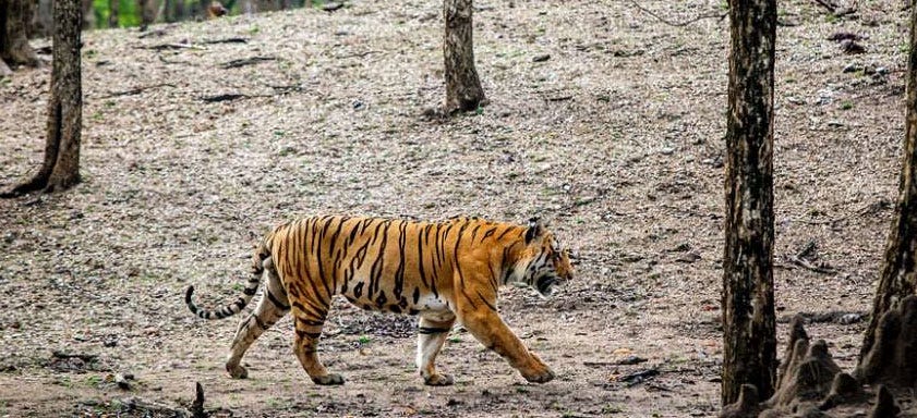 Fascinating Things to do in Pench National Park | by Gtourismindia | Medium