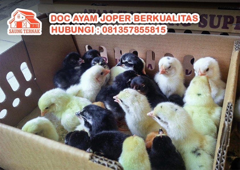 Jual DOC / Bibit Ayam Joper (Jawa Super) di Kediri Harga Murah | by Saung Ternak | Medium