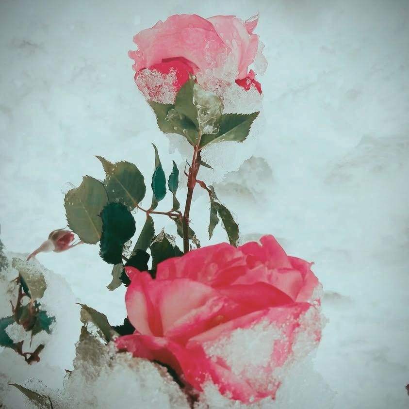 Blooming Against the Cold: In Life’s Tempest | by Khaliq Ahmed | Jan ...