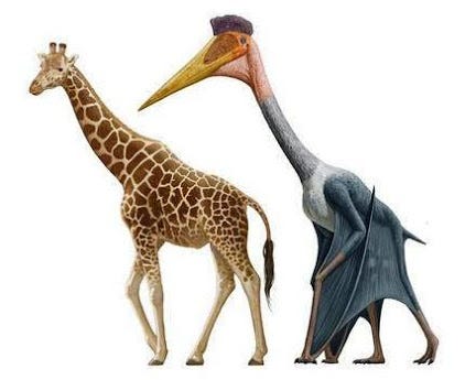 Quetzalcoatlus Size Comparison Quetzalcoatlus Wikipedia