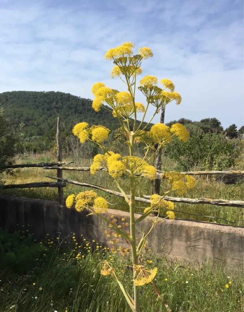 Der Firula - Eslam Ali Khalifa - Medium