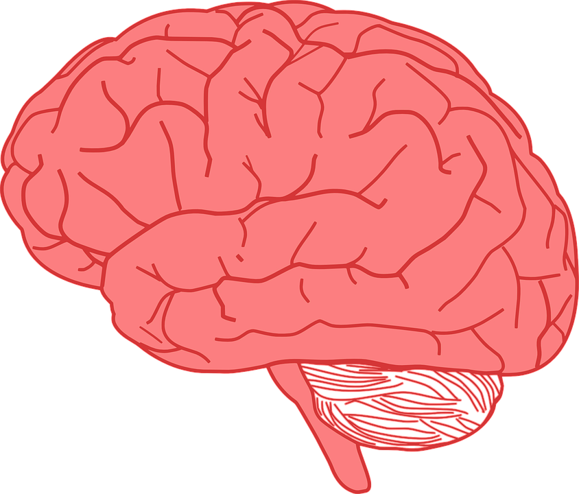 Top 4 “Neuromyths”: Common Misconceptions about the Brain | by Dave ...