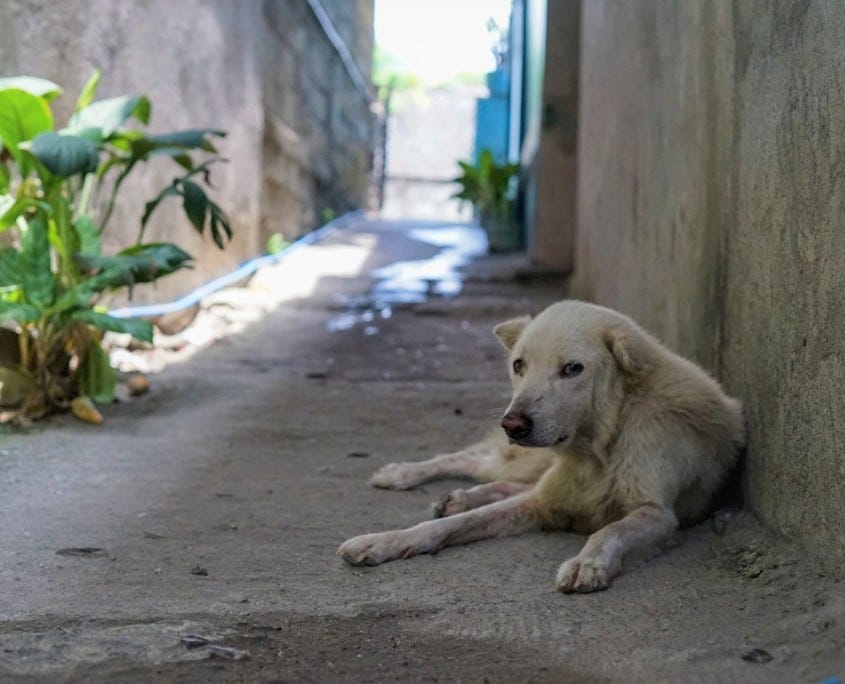 ALL CREATURES MATTER: Raise Awareness about Aspin Dogs’ mistreatment ...