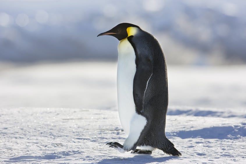 masterpenguin