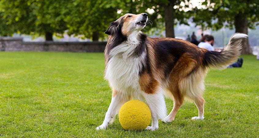 Decoding Your Dog’s Bark. Dogs may not be able to communicate… | by ...