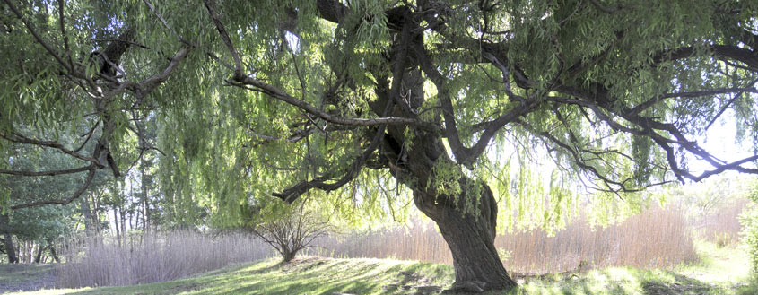 A THOUSAND-MILE STARE. INTO THE TREE OF LIFE | by eli | Medium