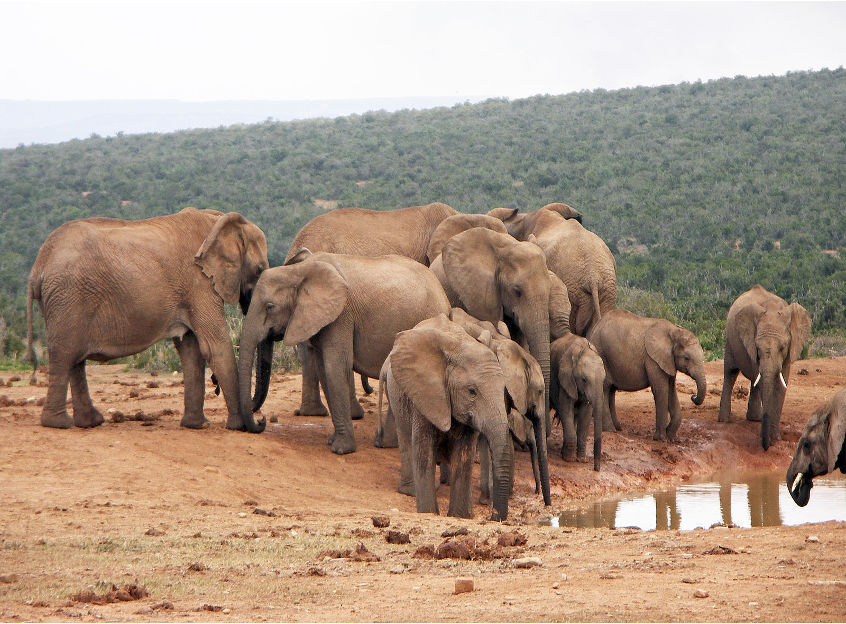We Can Save Elephants With . . . Google Earth? How Satellite Imagery ...