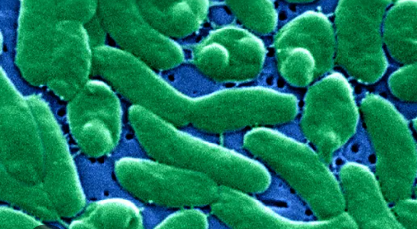The Unseen Predator of the Tides. A flesh-eating bacteria has been ...