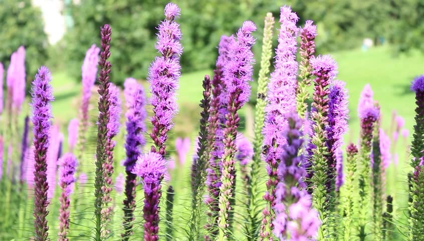 How to use liatris flowers. There have been many celebrations been ...