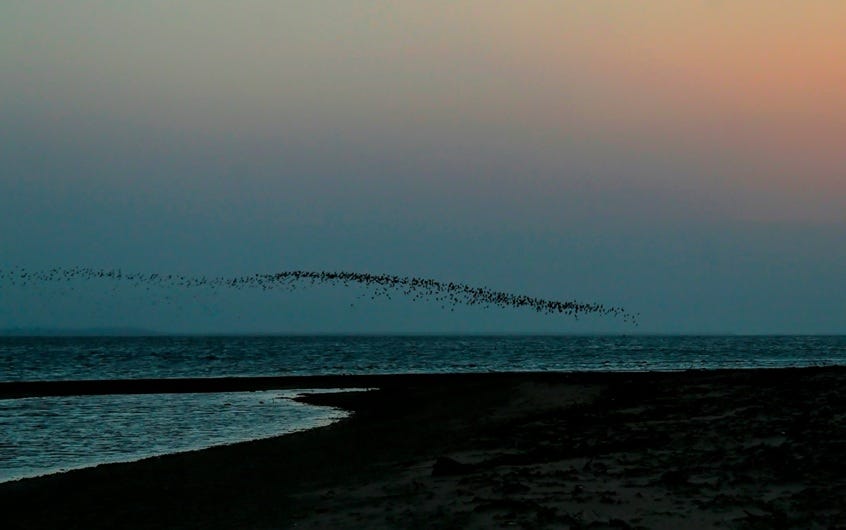 The Murmuration. For The Lark’s prose poem competition | by Donald ...