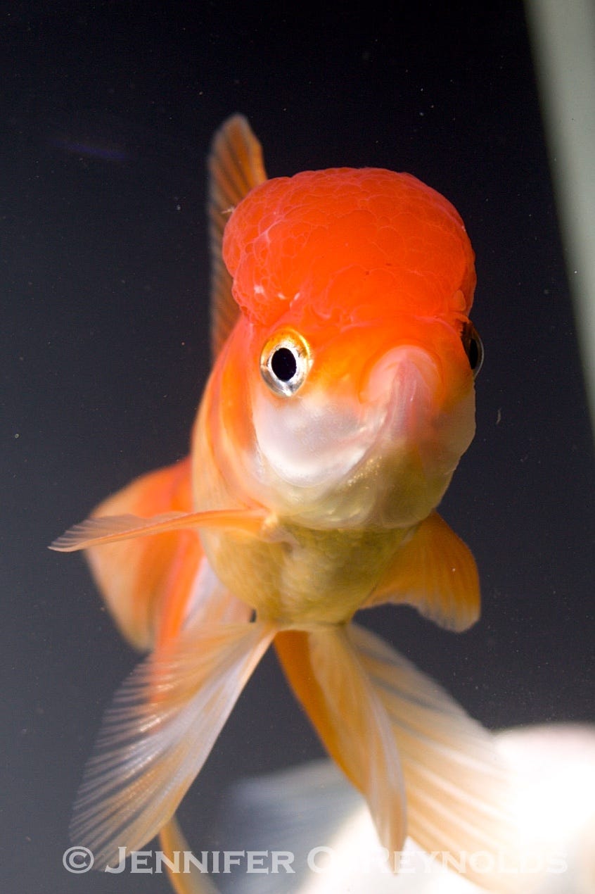 What, How Much, and How Often You Should Feed Your Goldfish | by ...