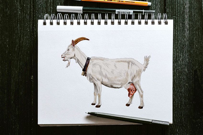 Goat Pencil Drawing