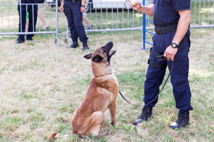 4 SURPRISING FACTS ABOUT WORKING K9’S THAT YOU PROBABLY DIDN’T KNOW ...
