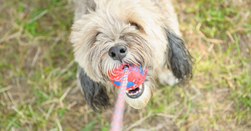 The Pet Safari A Wild Adventure for Animal Lovers | by Pet safari life ...