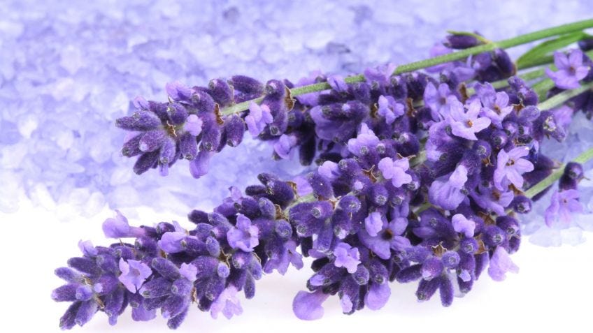 Lavanda, planta medicinal de propiedades calmantes | by hogarmania ...