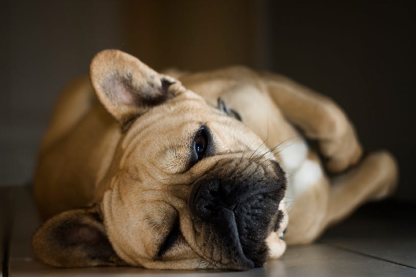 Proper Care For Those Interested in Owning an English Bulldog | by ...