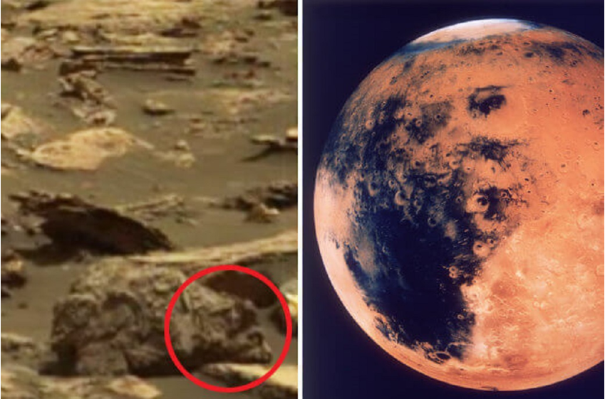 Latest NASA’s Mars Images Appear To Show Remains Of Grizzly Bear | by ...