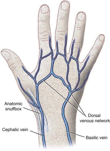 Is Blood Blue Why Does Human Blood In Veins Look Blue Heart Front
