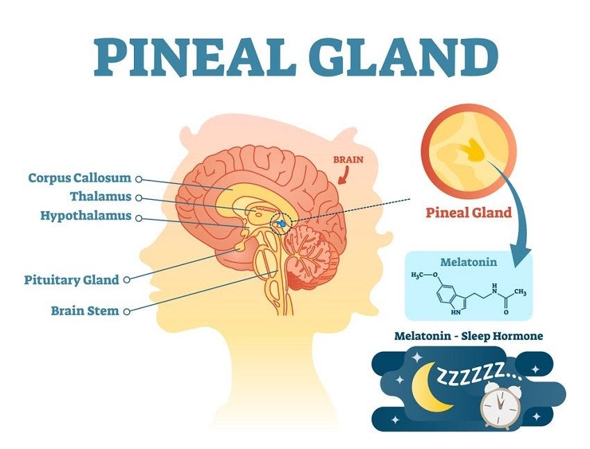 Epithalamus Pineal Gland
