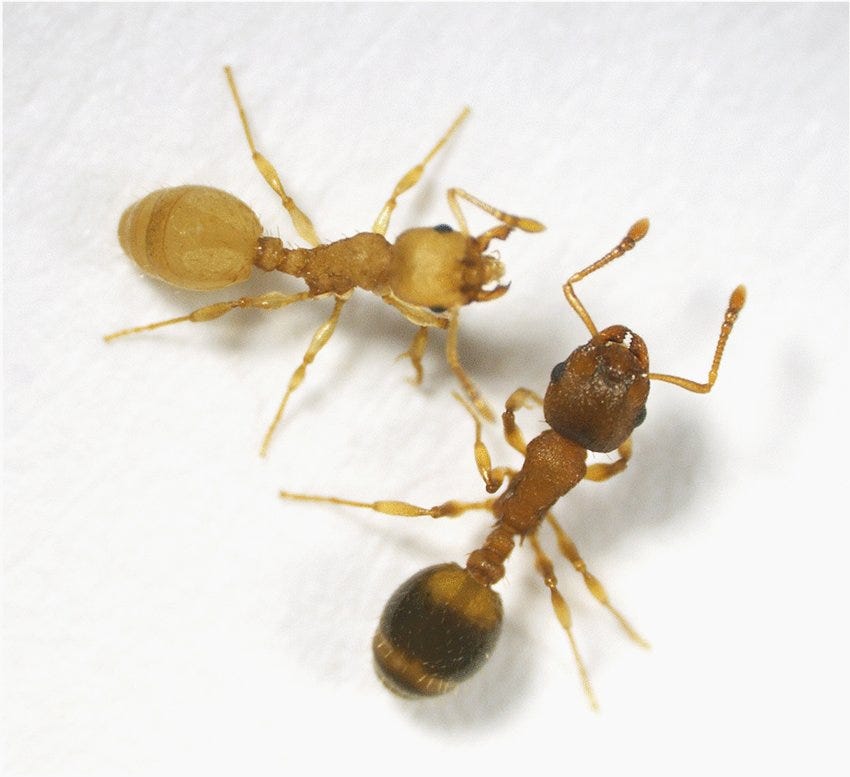 The Tapeworm that Extends Ant Lifespan | by Gunnar De Winter | Predict ...
