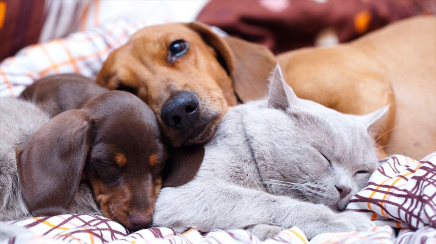 Dog and Cat Relationships. Dog and Cat Relationships | by aziz molayi ...