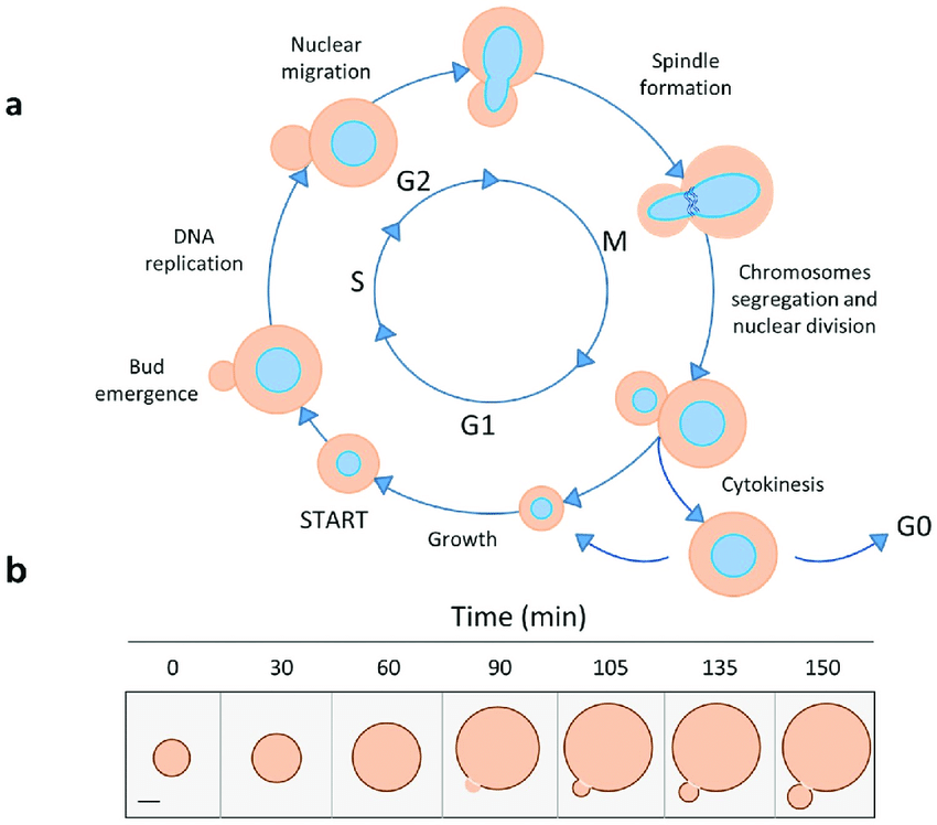 Cell Cycle & Cell Division. Cell Cycle & Cell Division | by Hemant ...