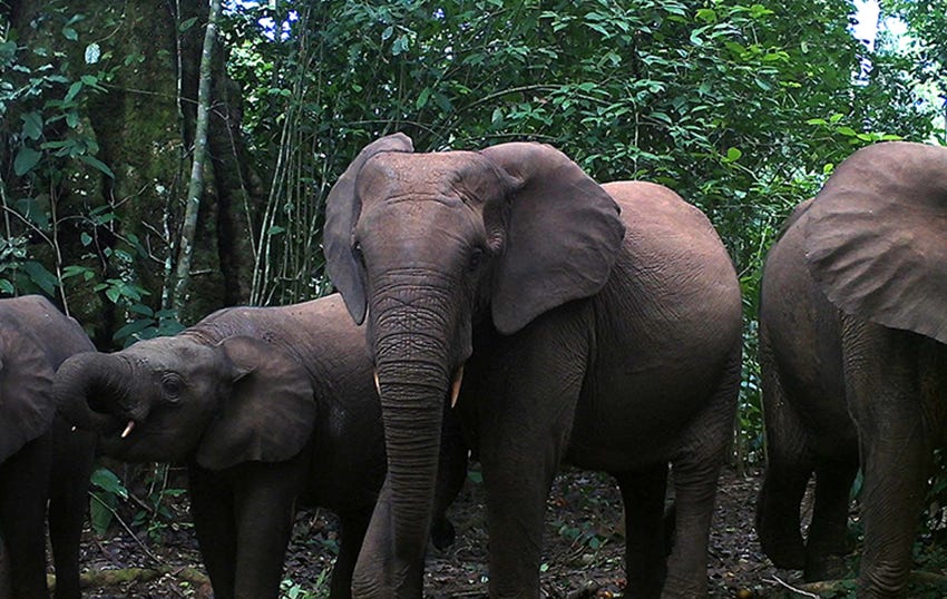 Restoring an iconic species of the Congo basin | by WWF Wildlife ...