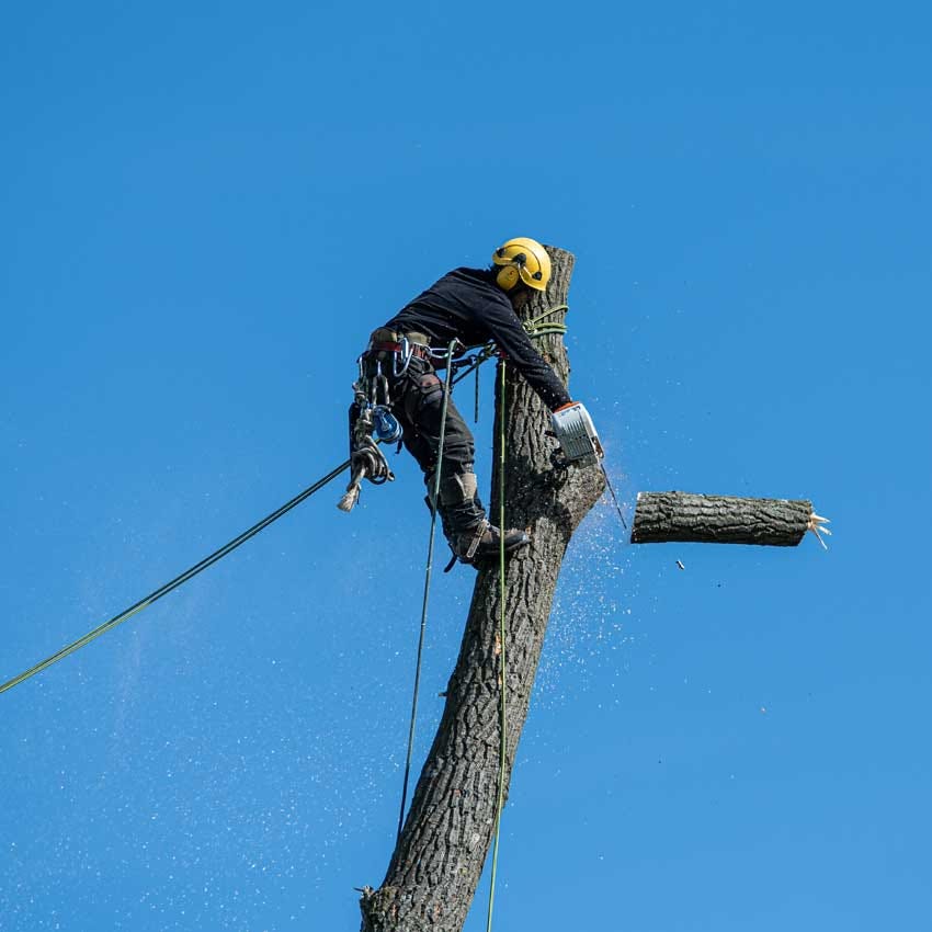 Tree Surgery to Prevent Autumn & Winter Storm Damage | by Jurassic Tree ...