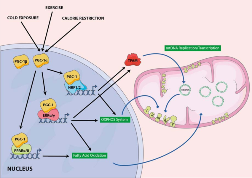 Mitochondrial Biogenesis: The Powerhouses of Our Cells | by perfecthealthsciences.com | Apr ...