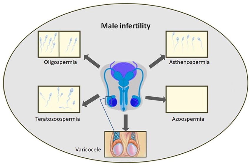 Can medication treat male infertility? | by ISHWA IVF CENTRE | Jun ...