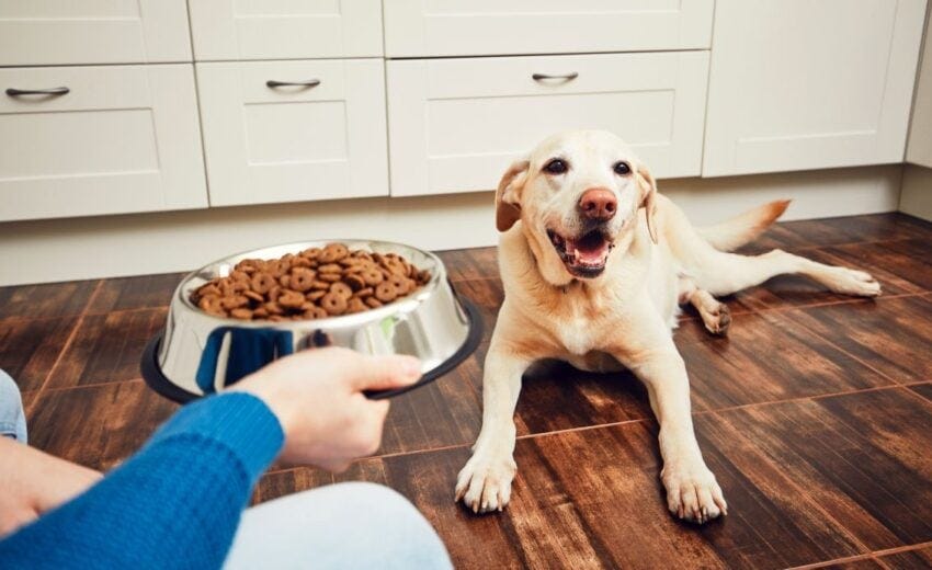 How to Throw a Successful Pet Party: Menu Ideas and Tips | by Raw ...