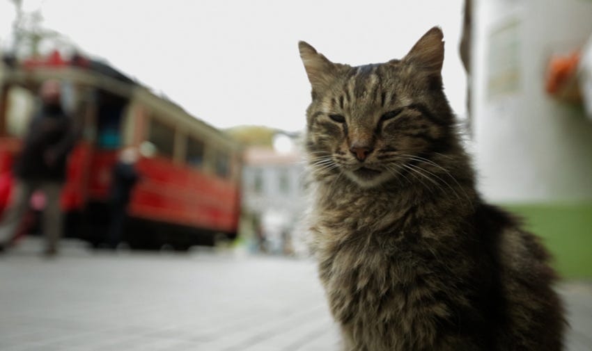 Kedi (2016). Spoiler! Um dos vários motivos da… | by Foca | Medium