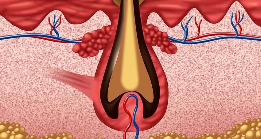 The Possibility of Regrowing Hair: Understanding the Science and ...