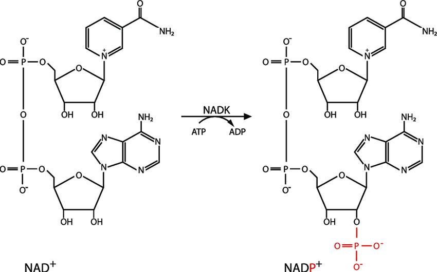 If You’re Over 30, Here’s Why You Should Take NAD+ | by Philip James ...